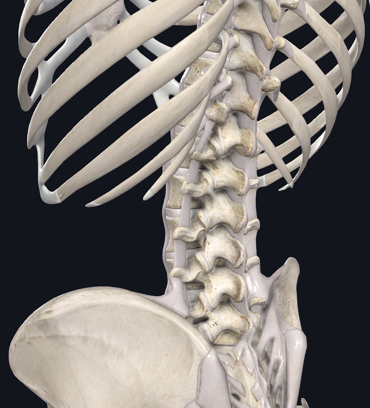 Lower Back Pain | What's causing it? | The Physios