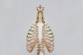 Thoracic Stiffness | What is it? How do you treat it? - The Physios